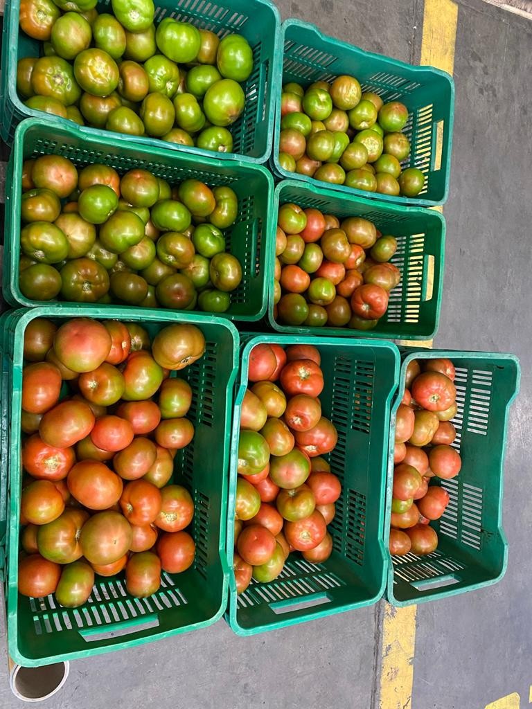 Tomate Manzano 25 Lib. | Vegetales Lencas S.A. de C.V.