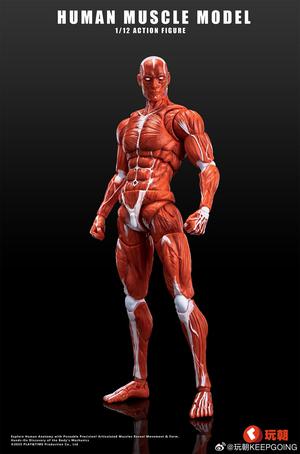 Keepgoing Studio 1/12 Human Muscle Model Action Figure Red | Ninja Toyz